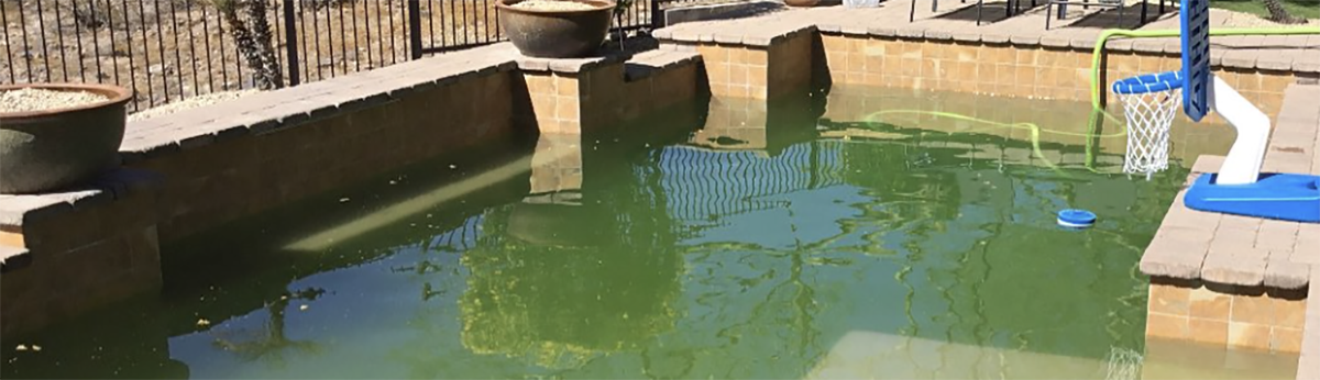 green algae pool opening